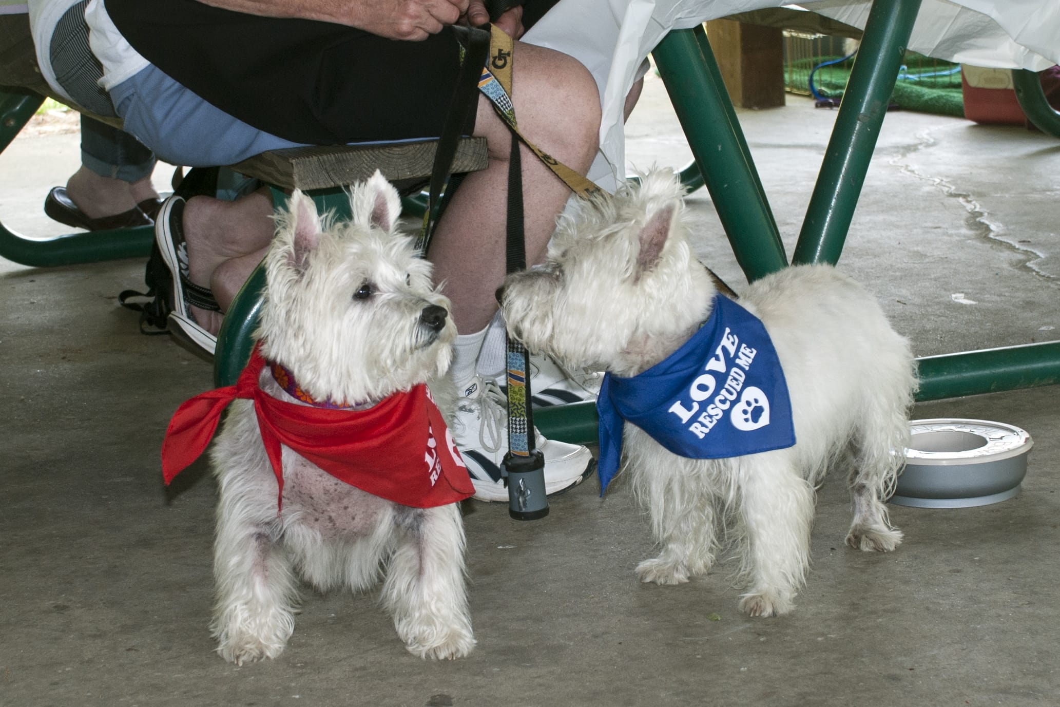 Our Westie Rescues - Westie Club of the South