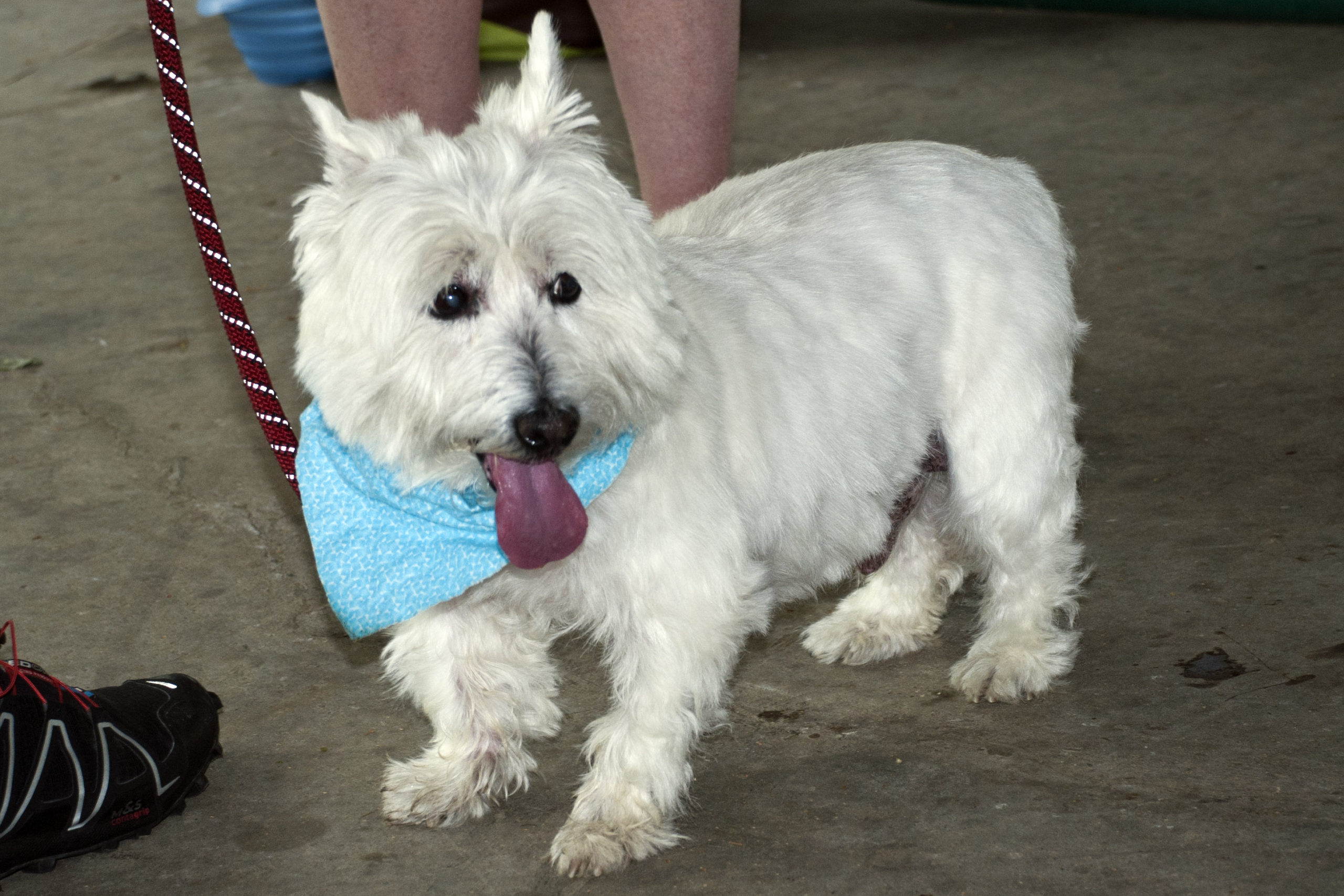 Our Westie Rescues - Westie Club of the South