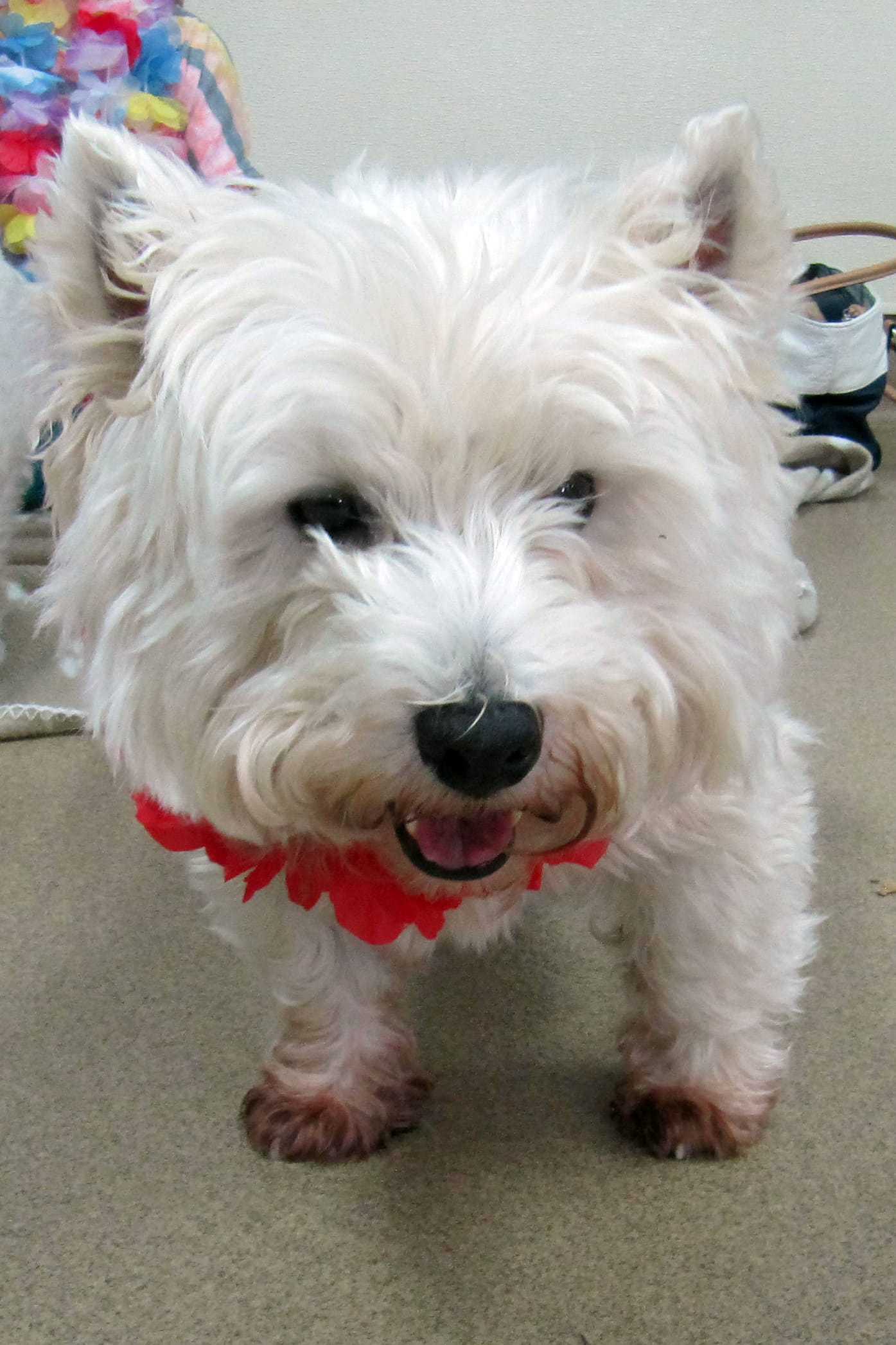 Our Westie Rescues - Westie Club of the South
