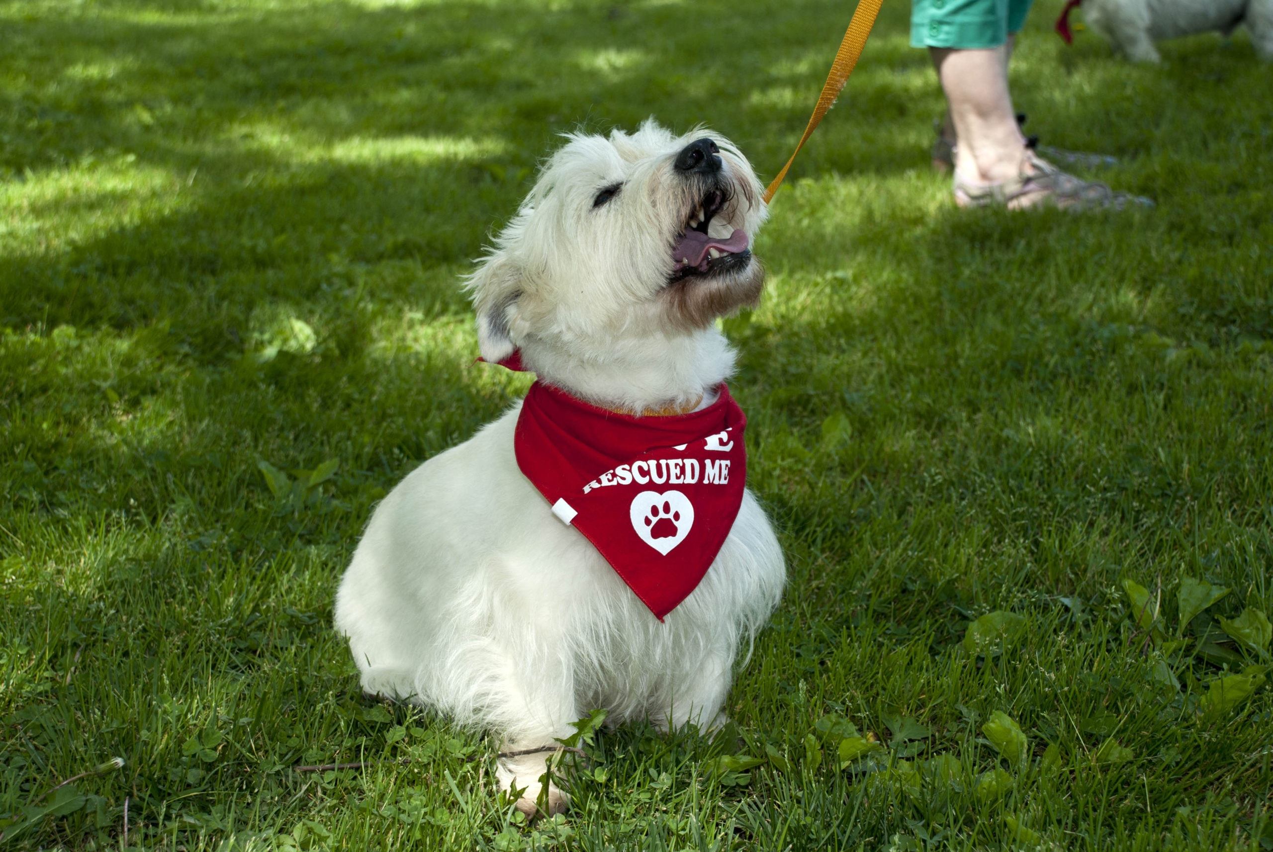 Our Westie Rescues - Westie Club of the South
